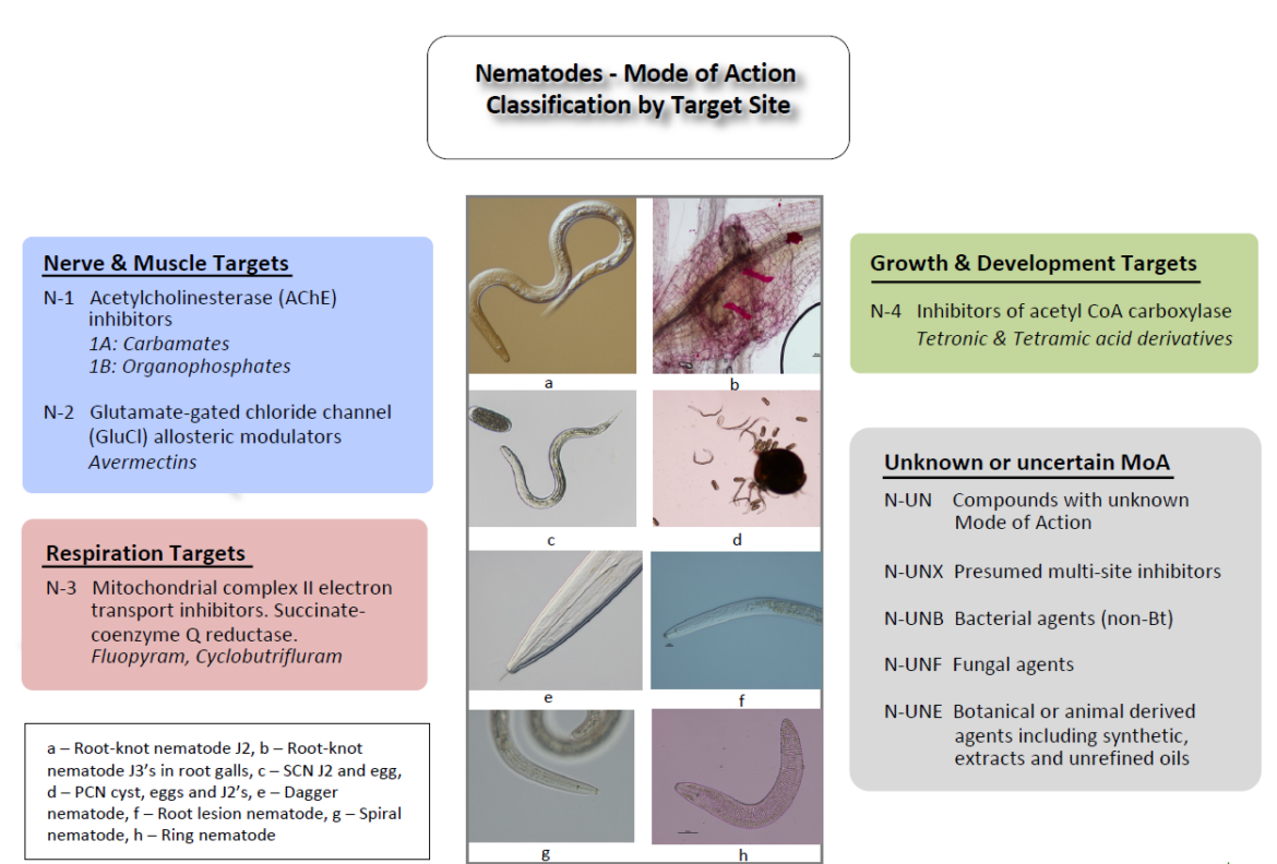 Insecticide Resistance Action Committee (IRAC) – Published New Mode of ...