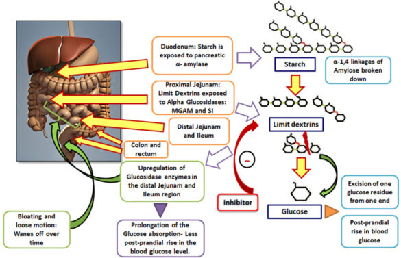QOL Medical, LLC receives FDA approval of Sucraid® (Sacrosidase) Oral ...
